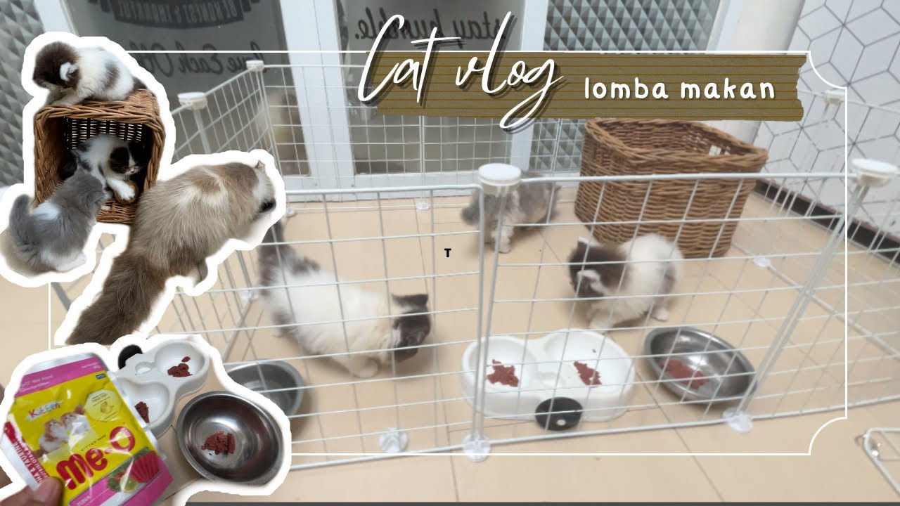 Anak kucing lomba makan! Main semakin heboh - YouTube