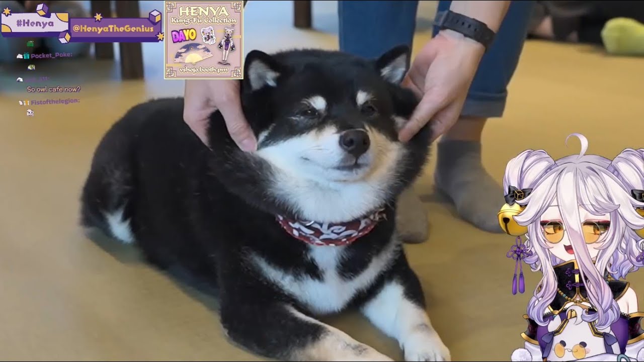 Shiba doggo cafe with Henya - Epic lunch time - Expereince japan react ...