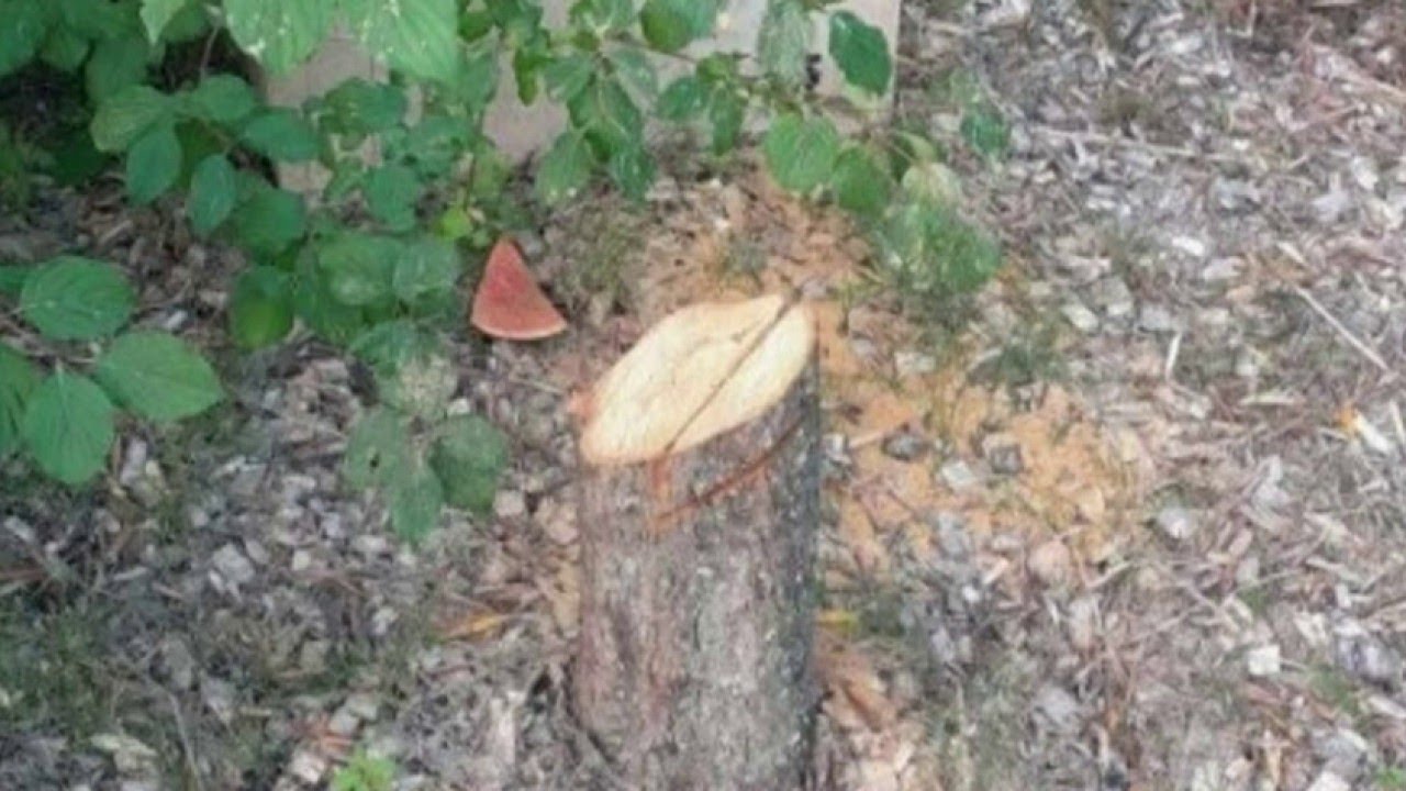 L'arbre en mémoire d'Ilan Halimi tronçonné à Épinay - YouTube