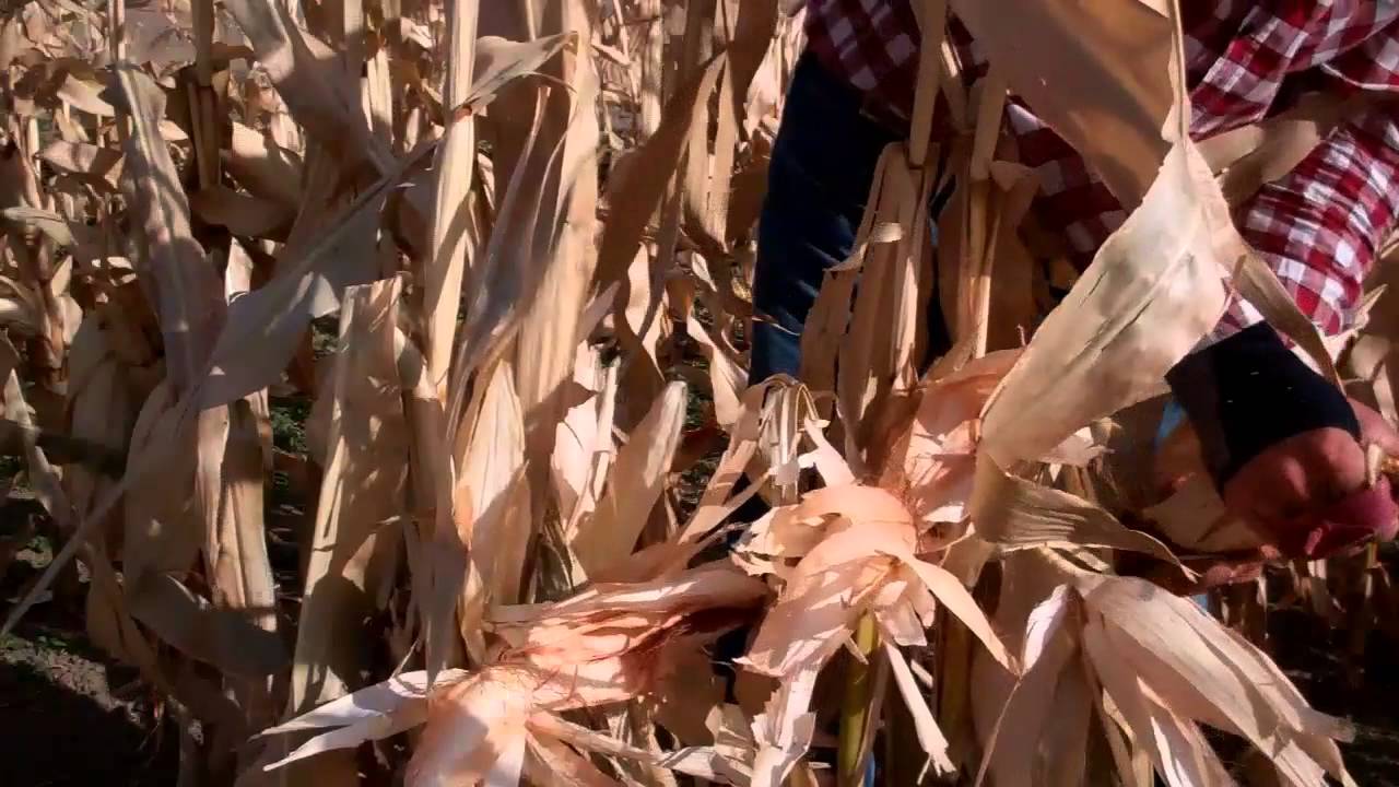 Screening Corn Varieties for Local Adaptation - YouTube