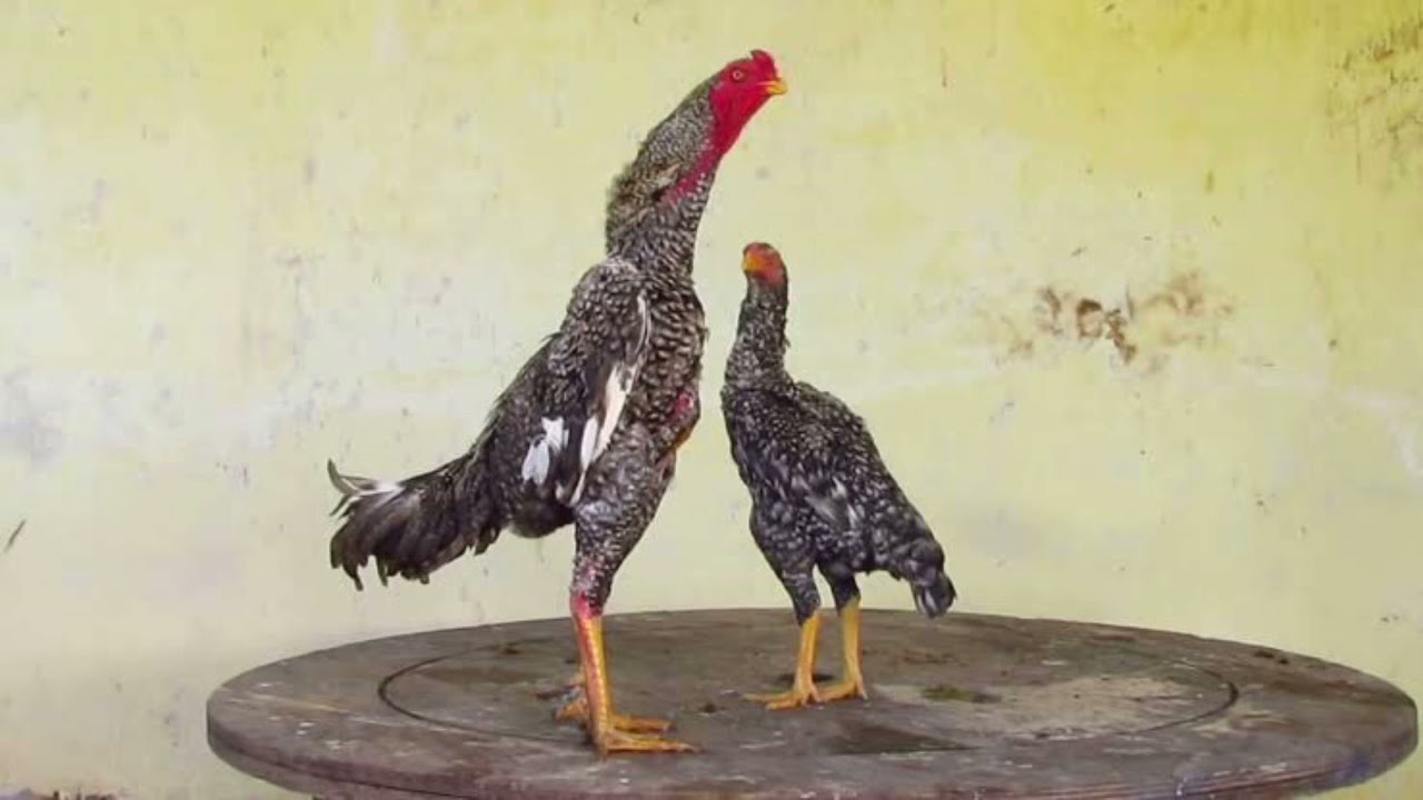 Ganoi Chicken - Everything You Need To Know - YouTube