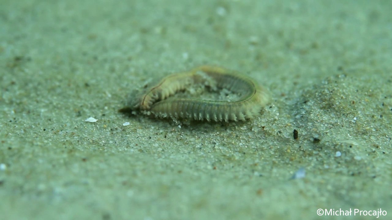 Nereida - Hediste Diversicolor - Ragwarm - YouTube