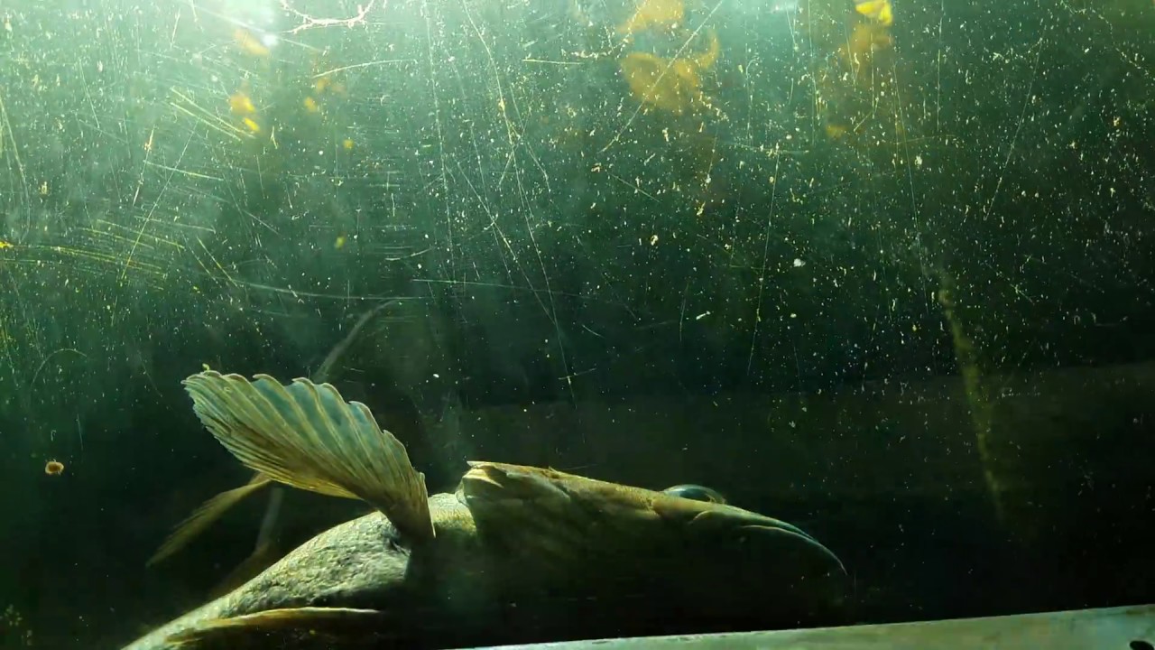 Seattle Aquarium - Underwater Dome (4K) - YouTube