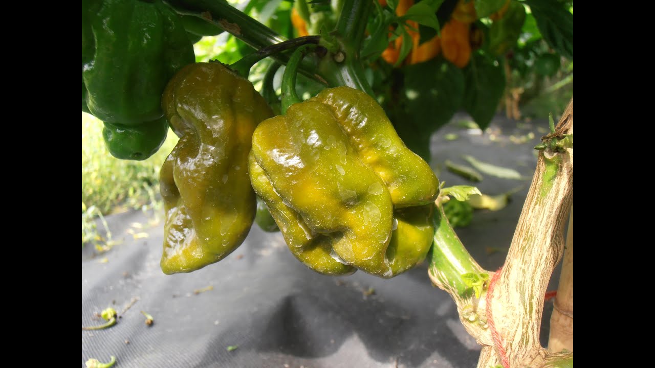 CHILLI TEST - 7 POT CONGO SR GIGANTIC ARMY GREEN F1 - YouTube
