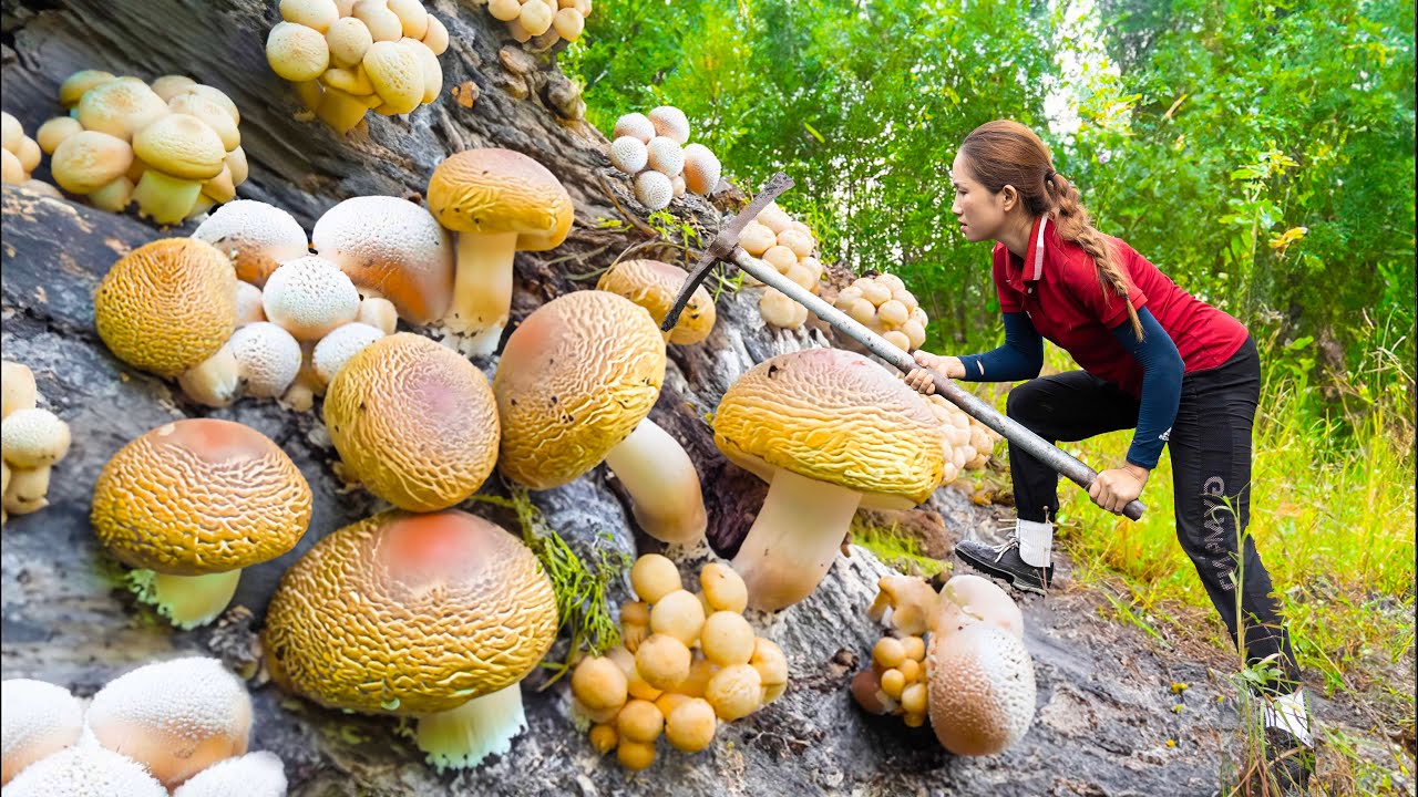 Farmers Harvesting DINOSAUR MUSHROOM Goes To Market Sell - Mushrooms ...
