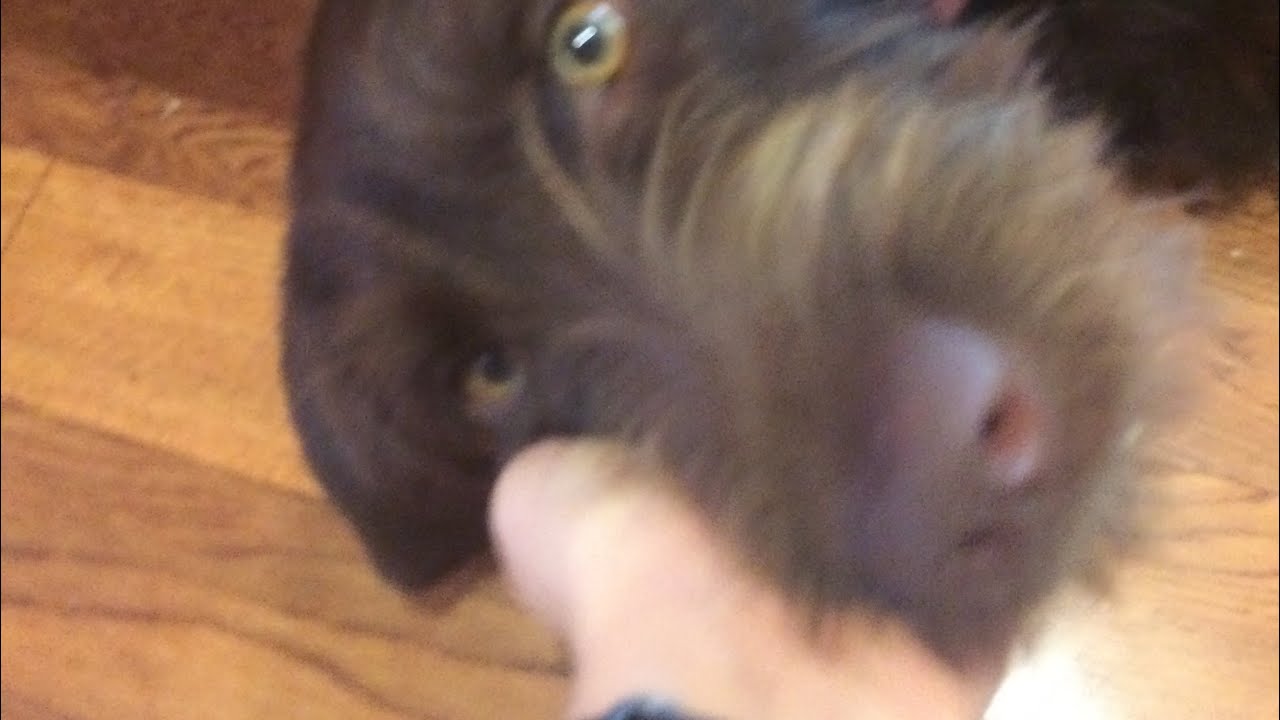 Thursday dog shenanigans - YouTube