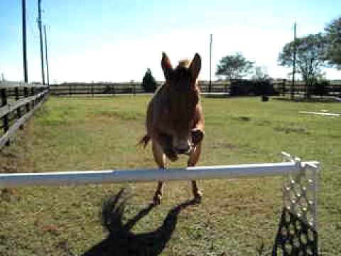 Mule Appaloosa cross for sale in TX - YouTube