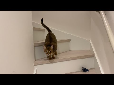 Abby’s signature welcome home meow - YouTube