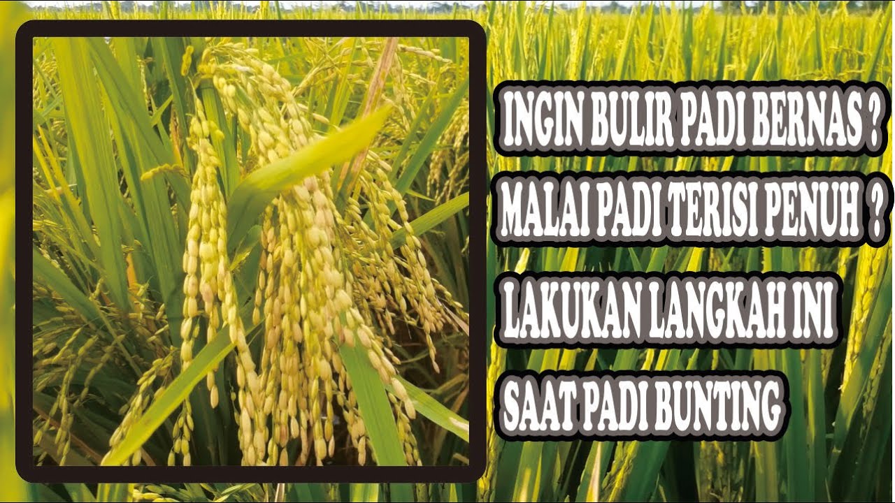 INGIN BULIR PADI BERNAS? LAKUKAN CARA INI DISAAT PADI BUNTING - YouTube