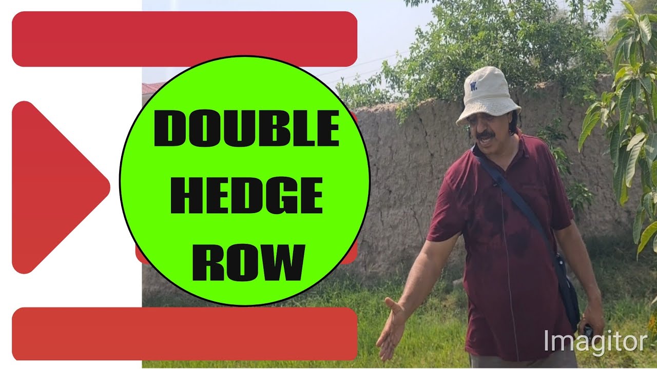 Double Hedge Row Plantation at Shafiq Bhatti Farms Khanewal - YouTube