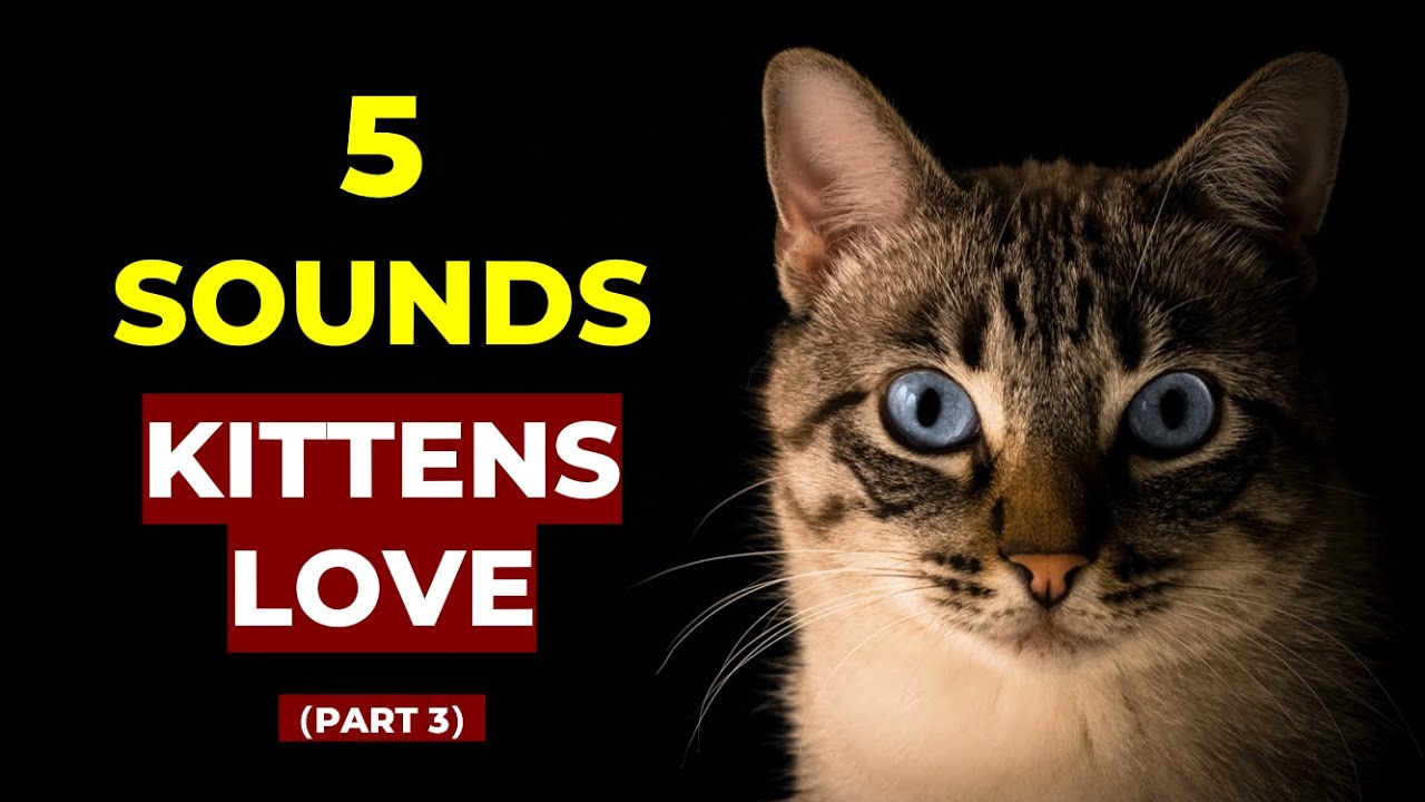 5 Sounds to play for your cats (part 3) - YouTube