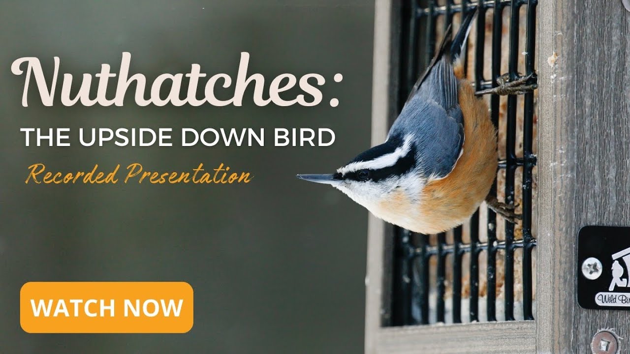Nuthatches: The Upside Down Bird - YouTube