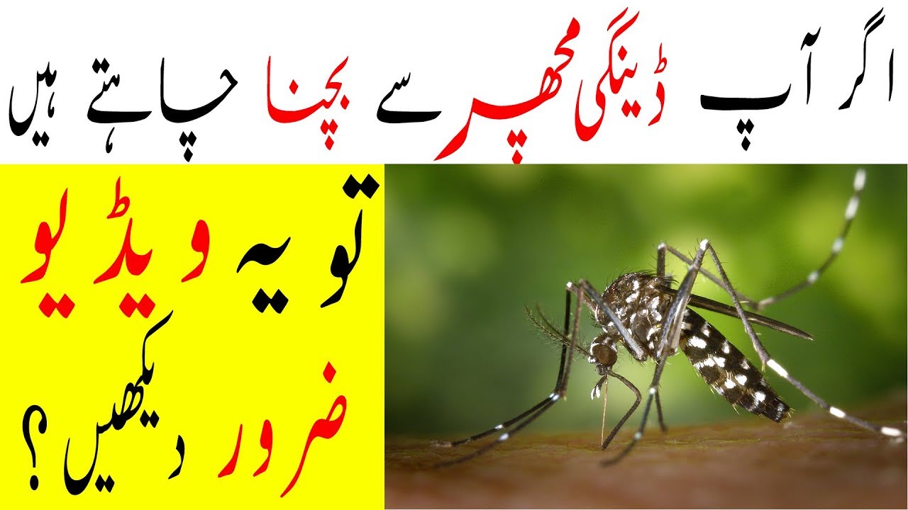 Dengue Machar Se Bachao Ka Sirf Yehi Tarika Hai - YouTube