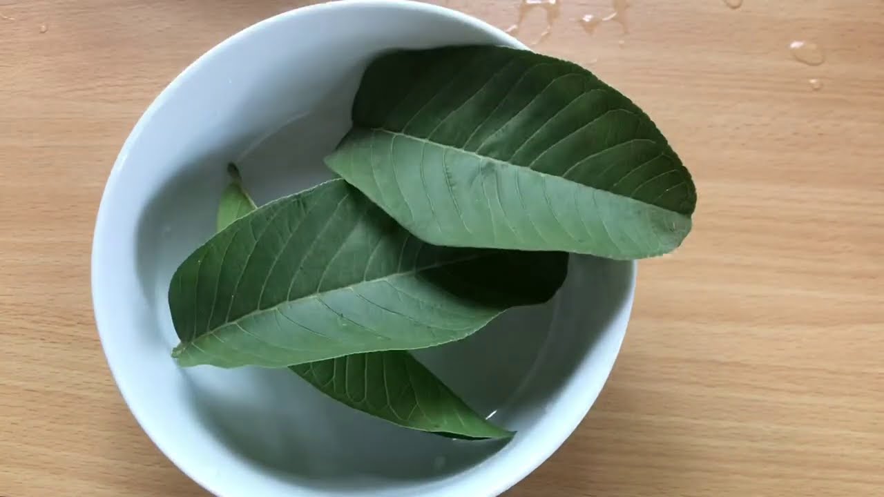 GUAVA LEAVE FOR CURE DIFFERENCE INFECTION AND UTI - YouTube