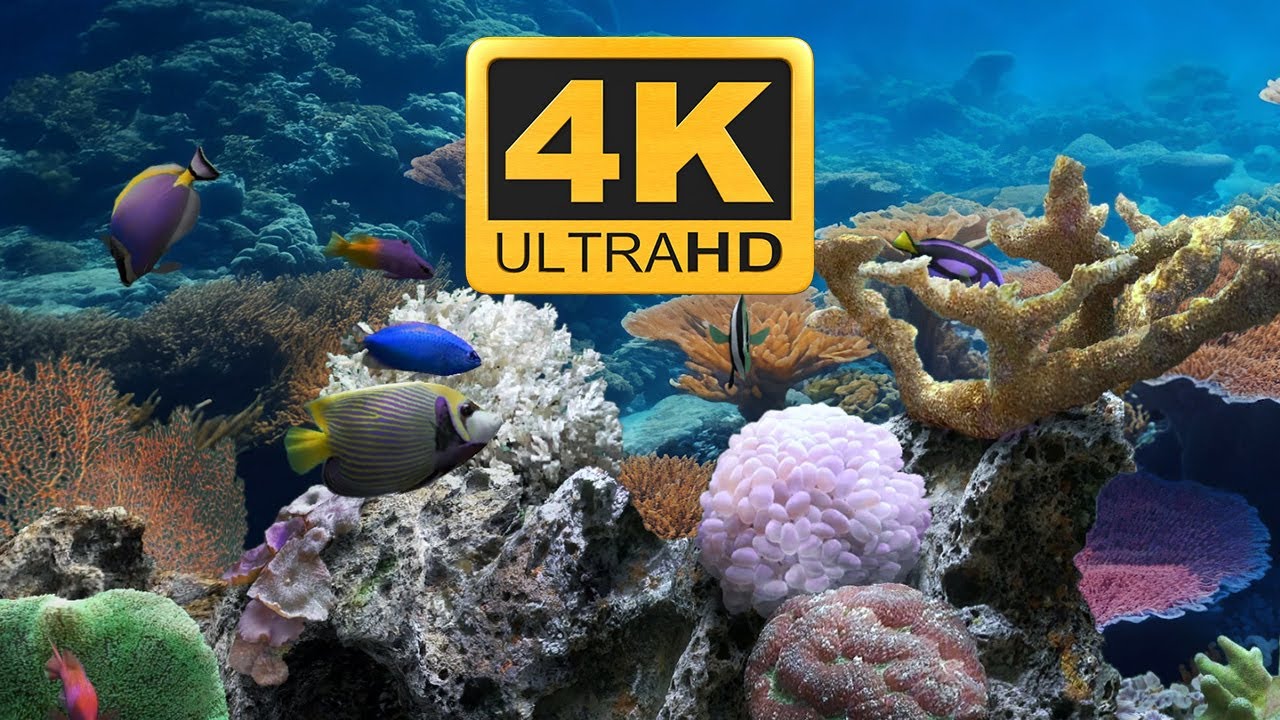 Relaxing Coral Fish Meditation | Tropical Underwater View | UWQHD ...