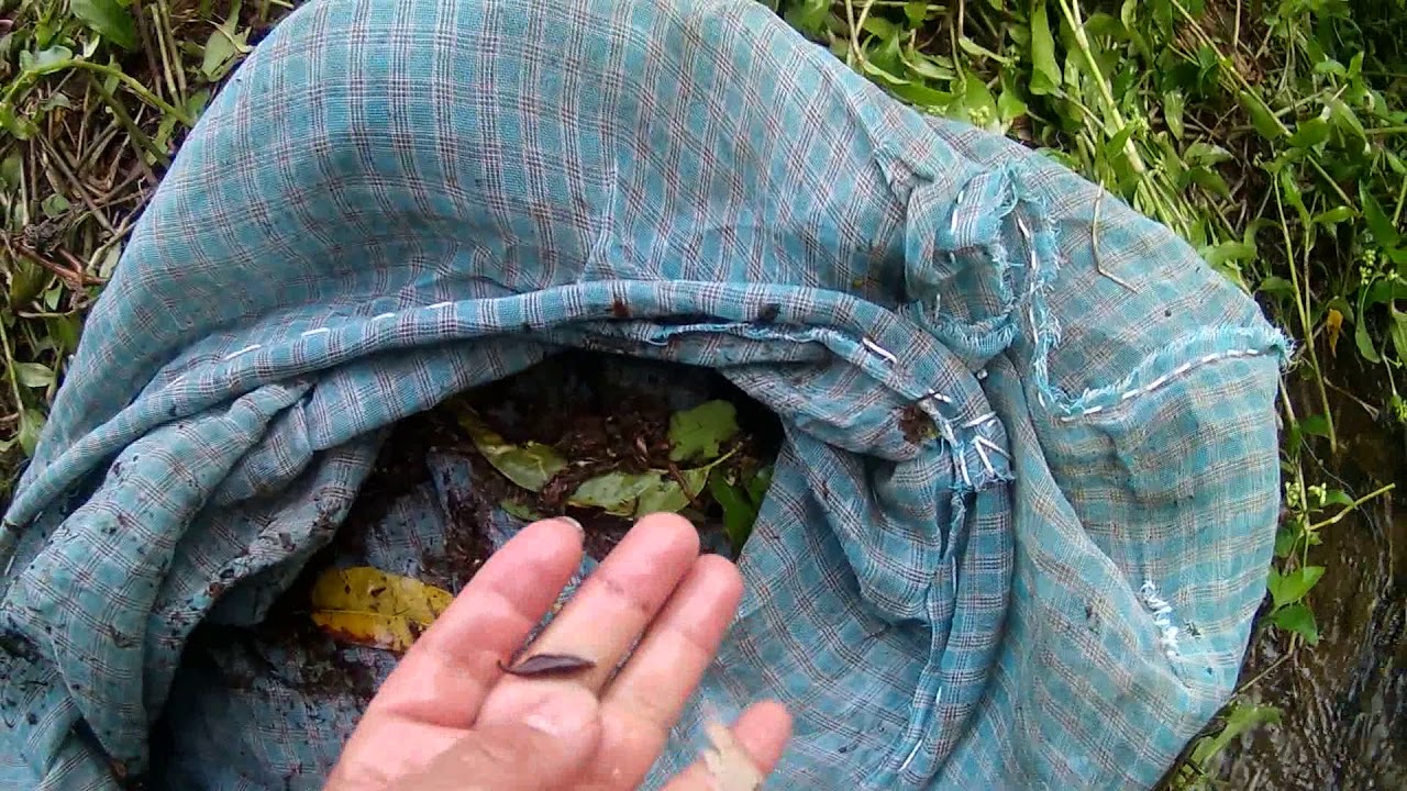 Usando Red de Mano tipo Camaronera - YouTube