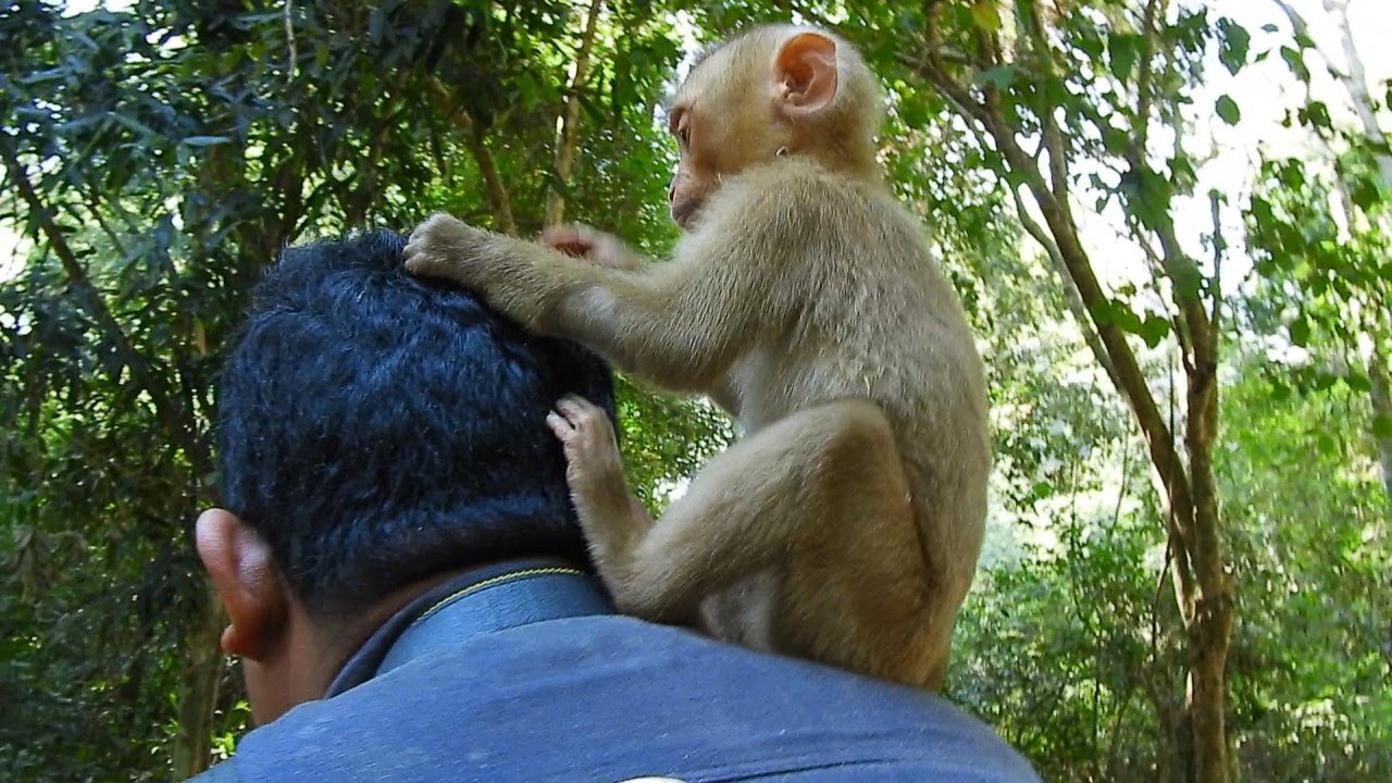 Monkey Sandy Really Friendship With Human And All Monkeys Here,So Good ...