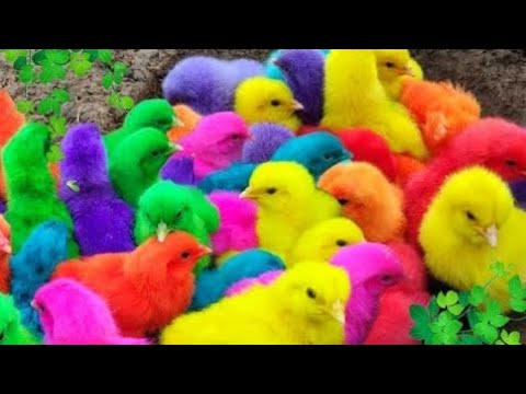 World Cute Chickens,Colorful Chickens, Rainbows Chickens, Beautiful Chickens # 74