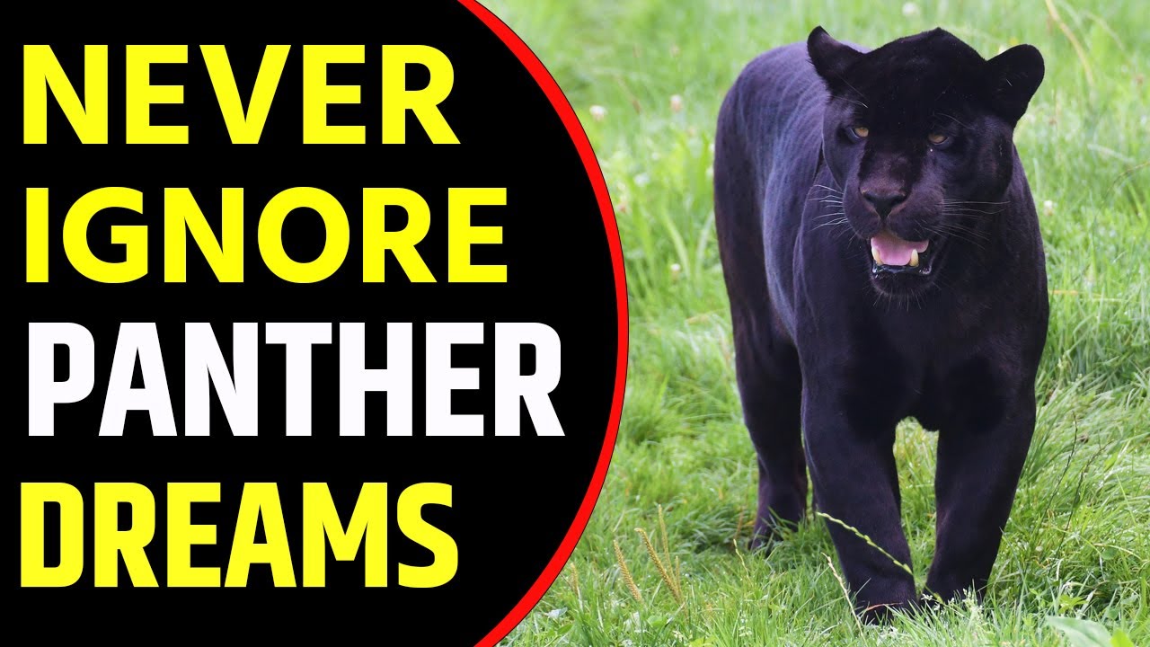 What Does Panther Dream Meaning | Dreaming of Panther | Black Panther Dream Interpretation - YouTube