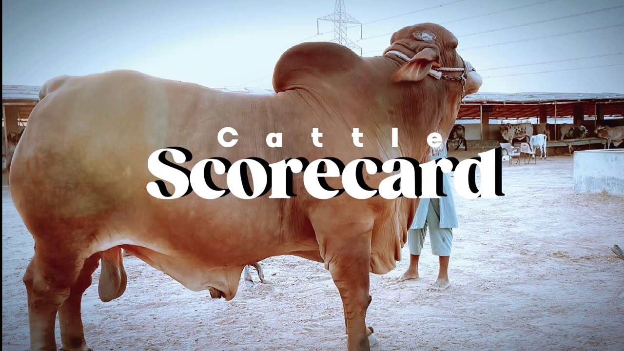 Cattle Scorecard .. First ever Cattle Review Segment.. - YouTube