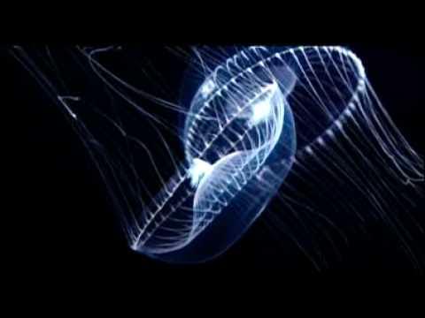 The Deep Blue - A Short Film of the BBC Documentary - YouTube