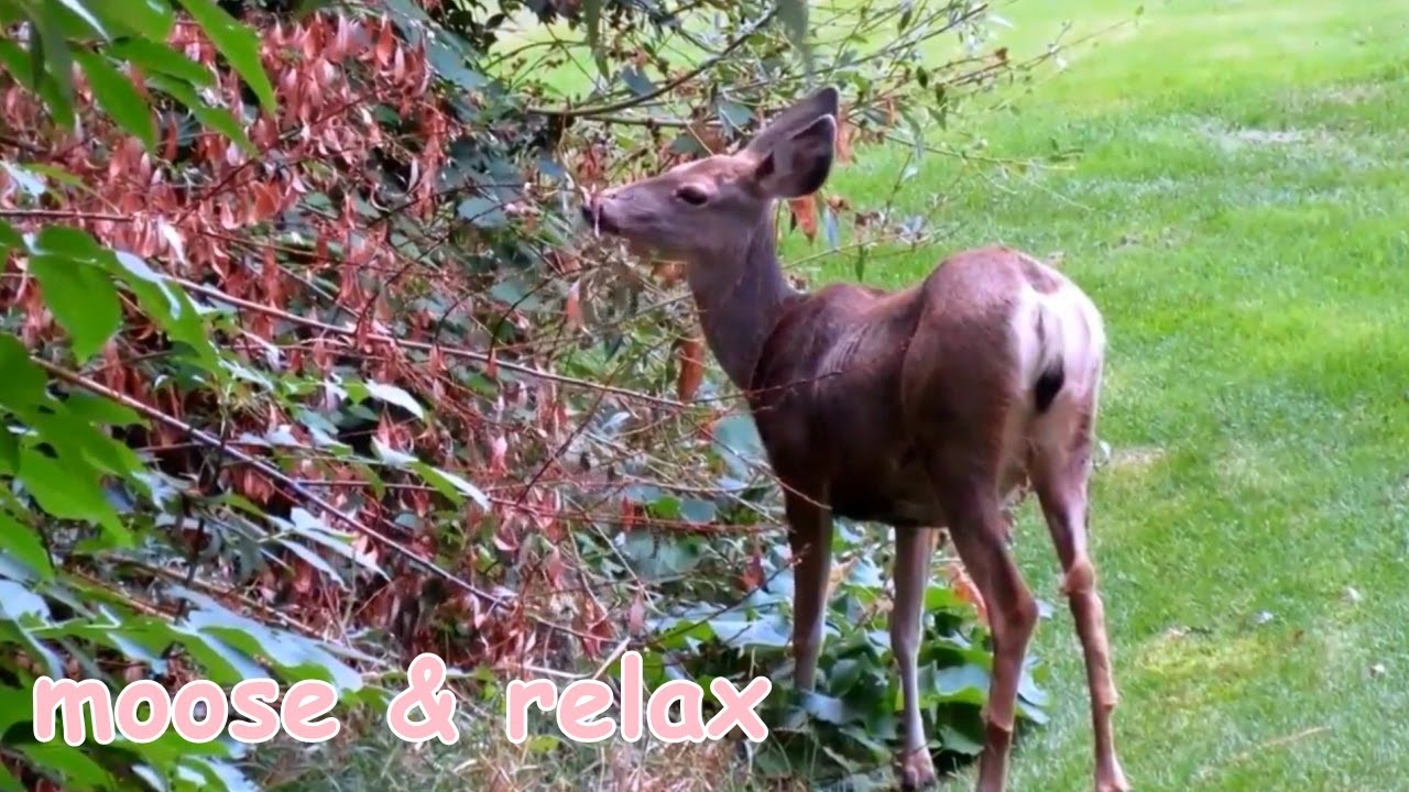 Moose and piano relax music - for stress relief, good and deep sleep ...