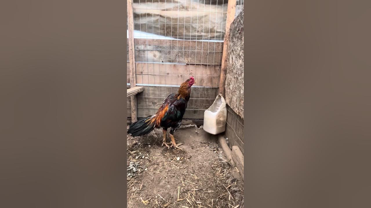 Qaib plaub2 - YouTube