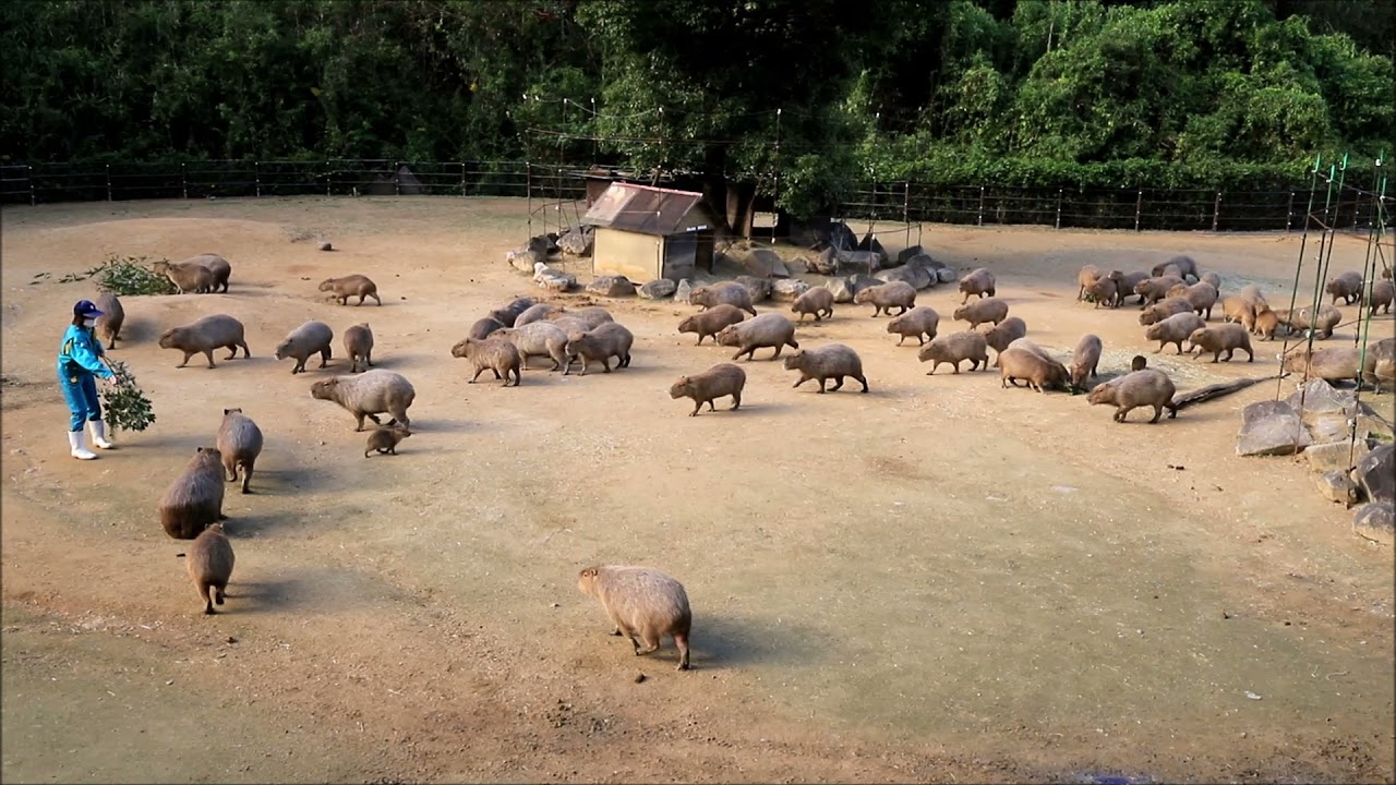 capybara crowd. - YouTube