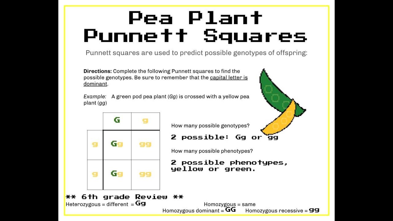 Pea Plant Punnett Squares Support Video - YouTube