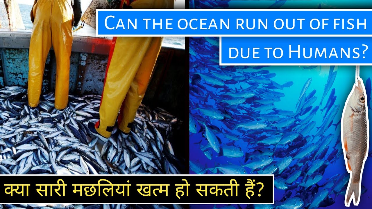 Can Ocean run out of fish due to Humans | Kya samandar maise sari ...