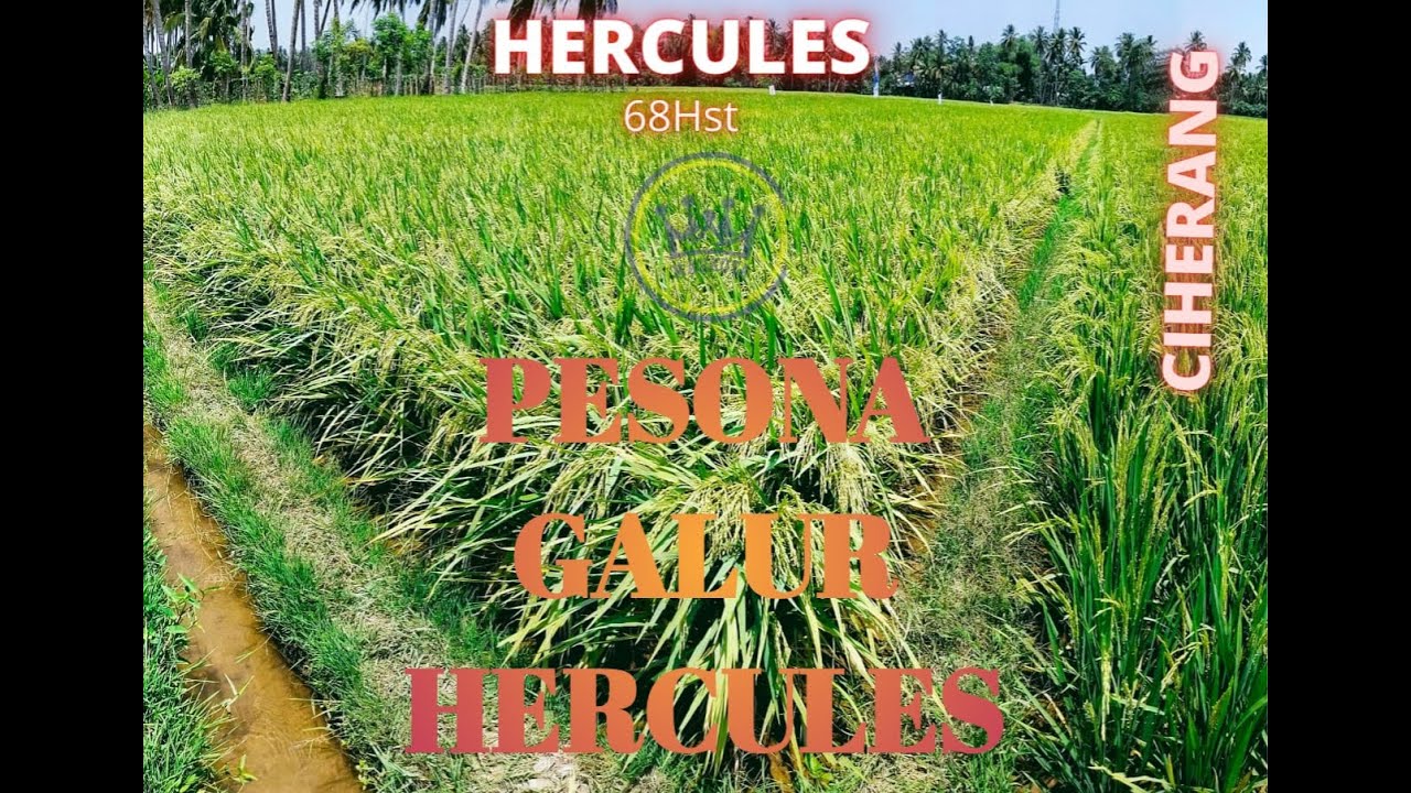 Padi Galur Terbaru!!! HERCULES 75-80 HST!!! dengan perlindungan hama ...