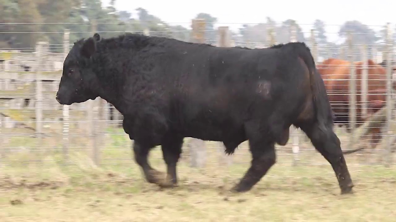 Toro AA PC N°35 - Lote #13 - RP 8150 - Remate LT 2020 - YouTube
