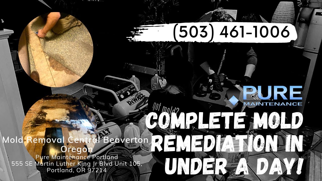 Mold Remediation Central Beaverton Oregon - Pure Maintenance Portland ...