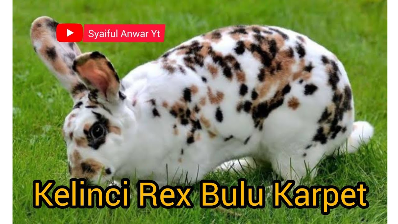 Kelinci REX Bulu karpet || #kelincirex - YouTube