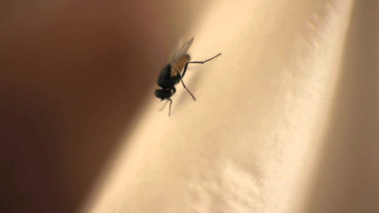 Talking insects? 2 - YouTube