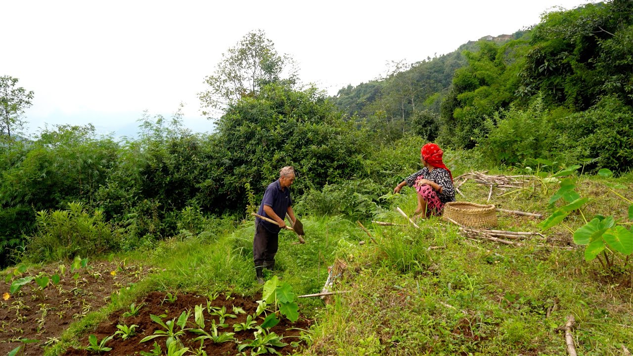 jungle man's farming in the village || family in the jungle farm field ...