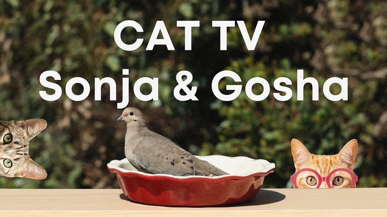 Awesome 4K Cat TV for Cats to Watch Sonja & Gosha love to watch these ...