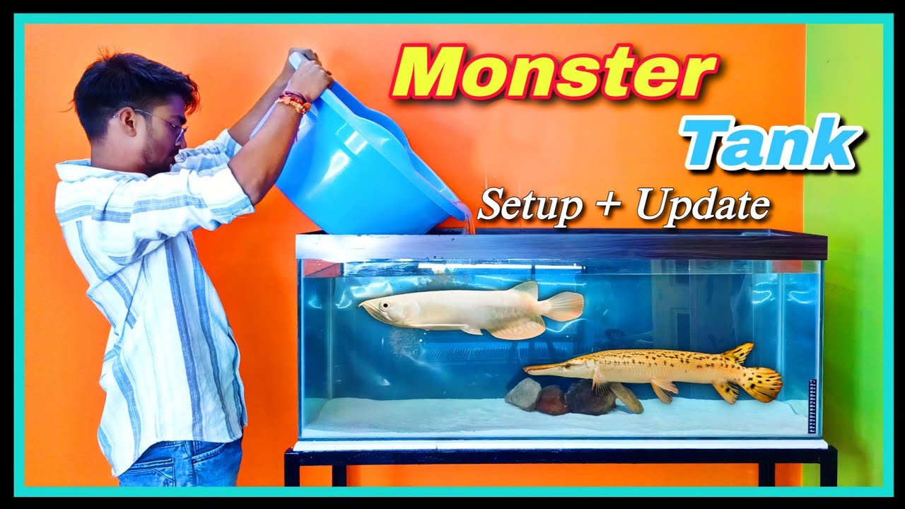 🤩 Monster Fish Tank Setup with Monster Fish Update 🤩 - YouTube