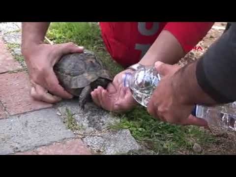 antalya ucurumun kenarinda sikisan kaplumbagayi akut kurtardi