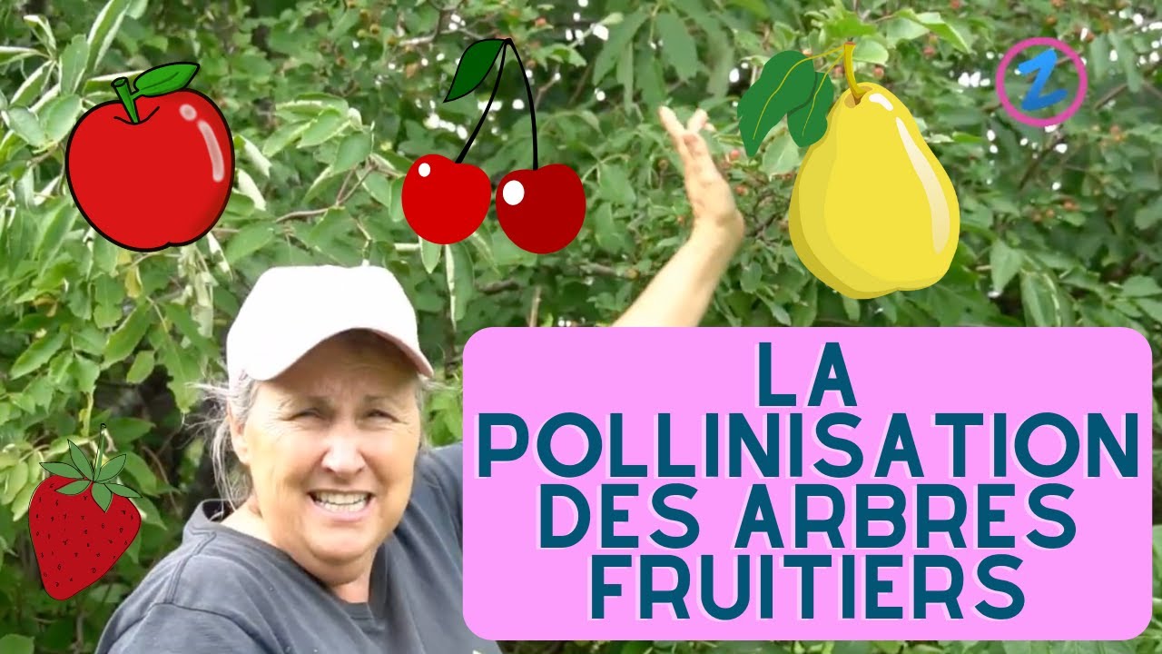 La pollinisation, les arbres fruitiers et les oiseaux - capsule horticole - YouTube