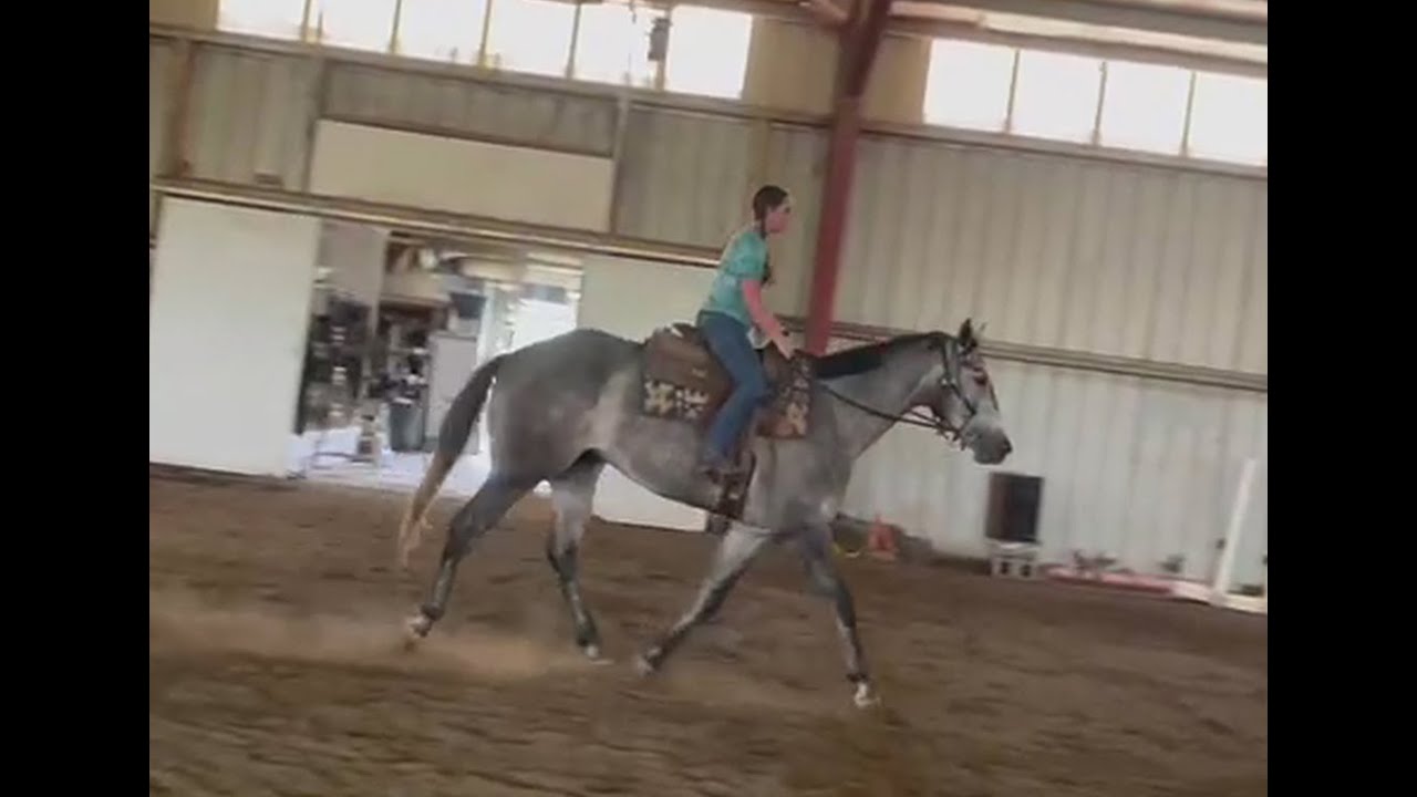 DGS Copy Cat - 2019 Gray AQHA Gelding by DGS Replicated - 8/2022 - YouTube