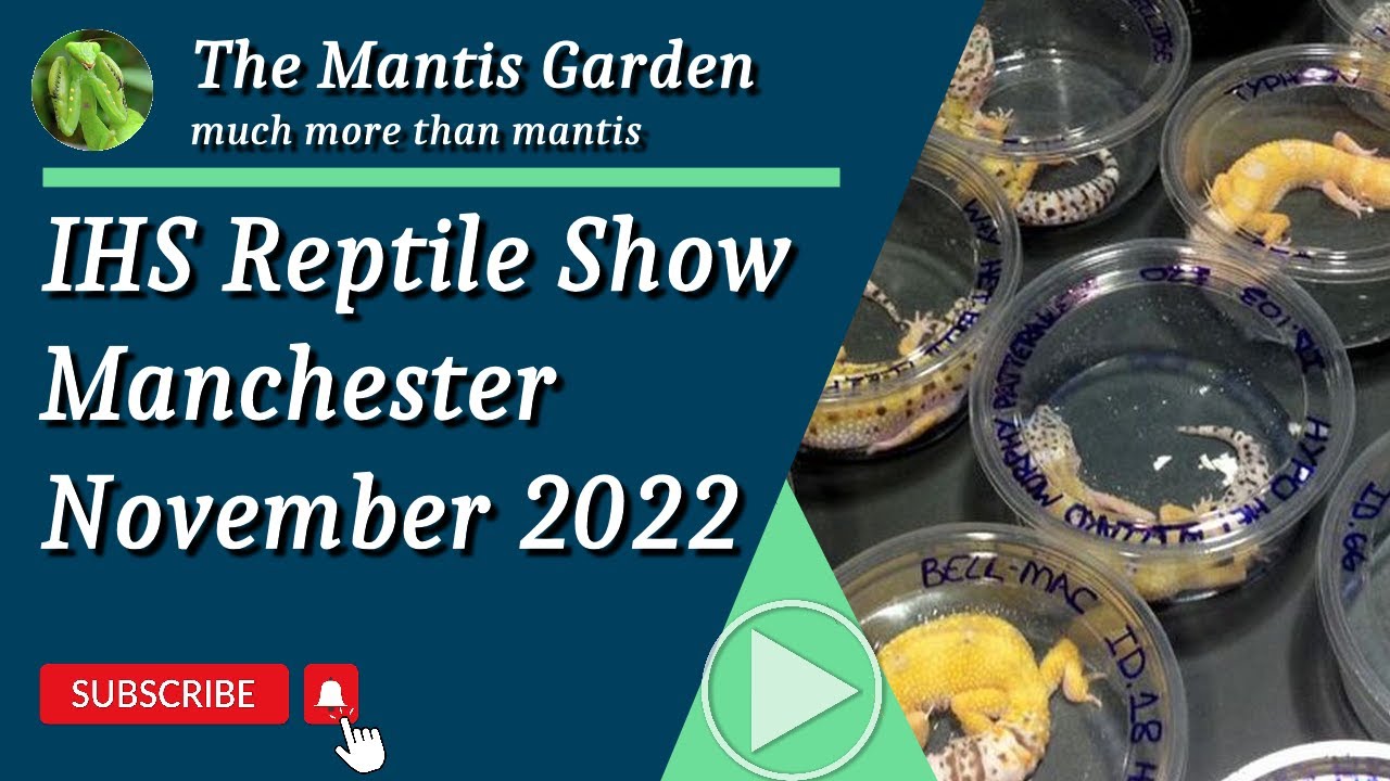 IHS Reptile (and bug) Show Nov 2022 - YouTube