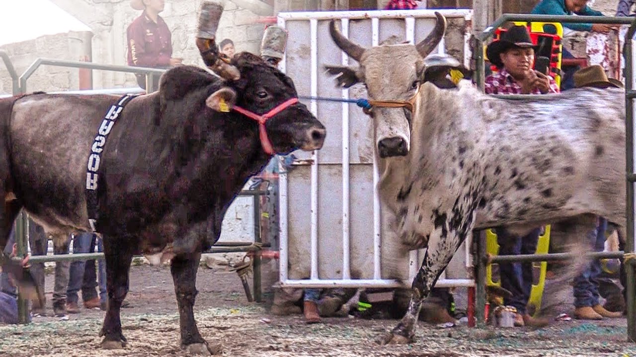 NO CUALQUIERA MONTA ESTOS TOROS MEXICANOS // Rancho El Rosario en ...