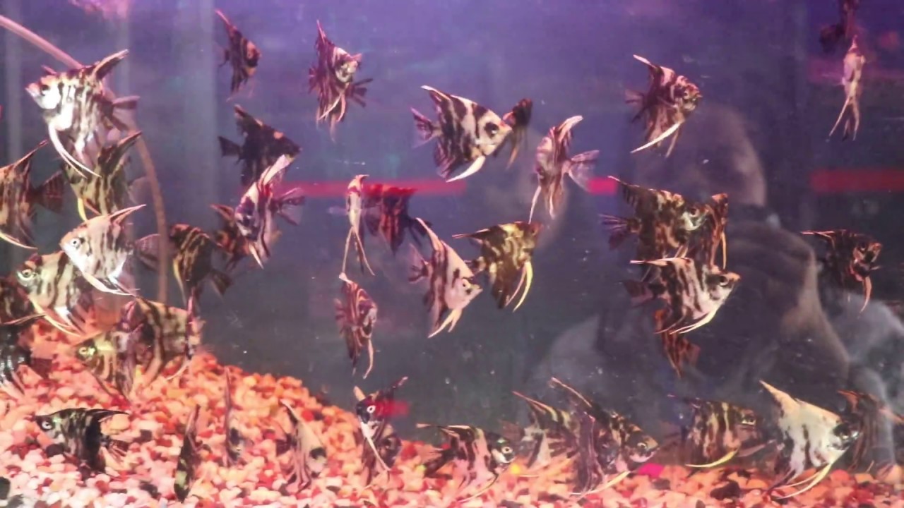জানুন এঞ্জেল ফিসের দাম/Angel fish price BD - YouTube