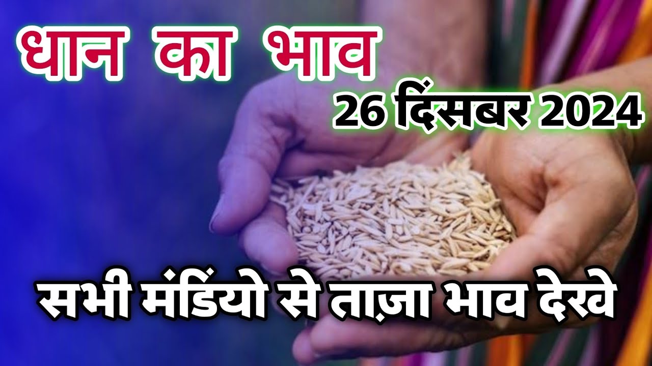 धान का भाव सभी मंडियो से 26 दिसंबर 2024 | paddy rates today #dhan_mandi ...