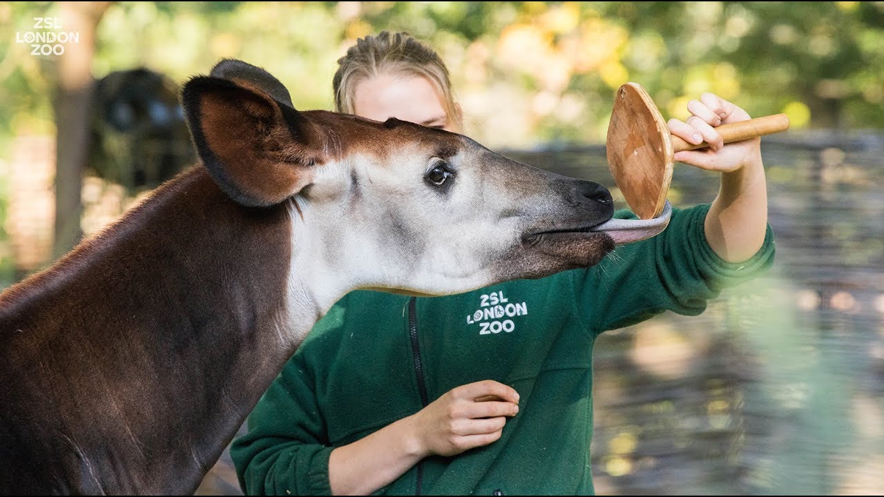 Okapi training - YouTube