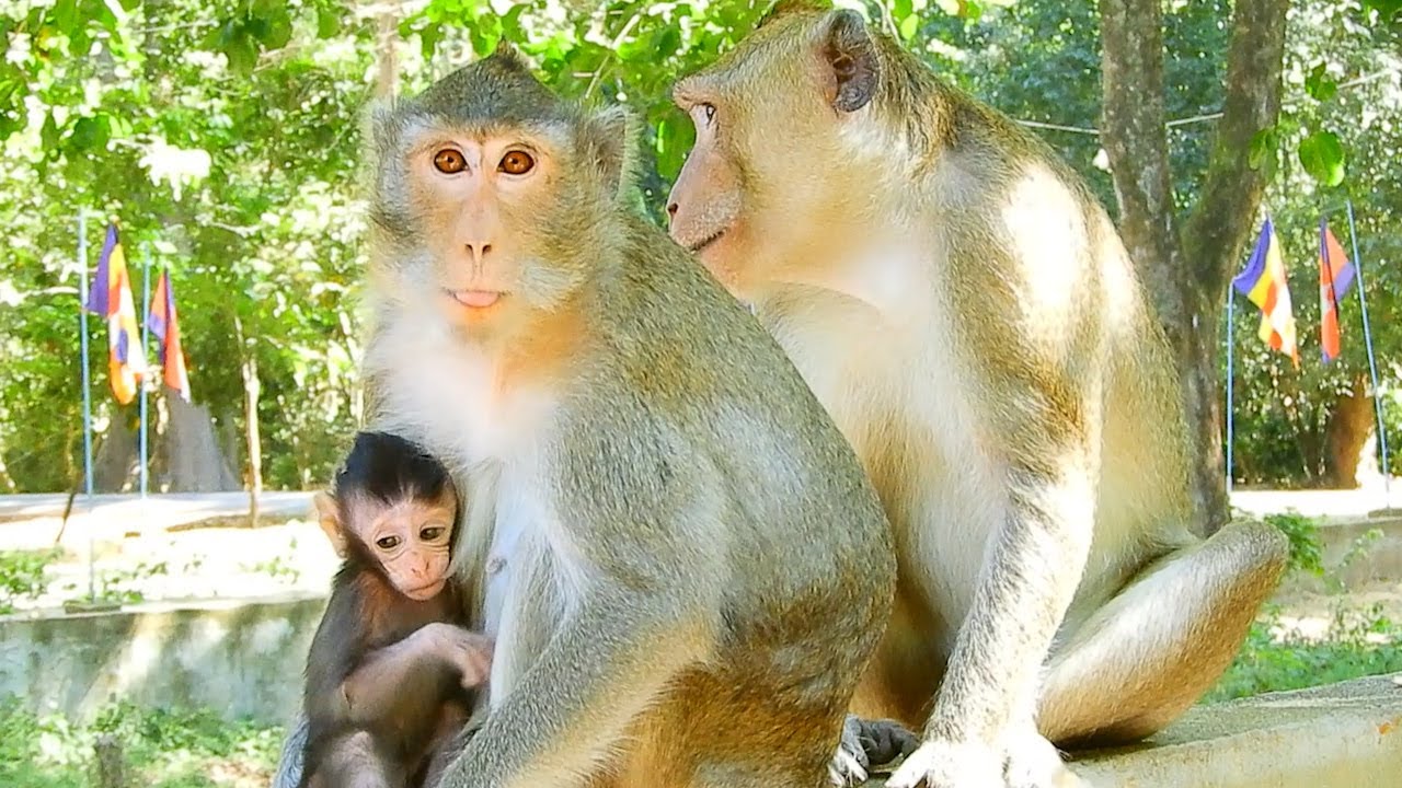 Anna Monkey & The Family Part 3 - YouTube