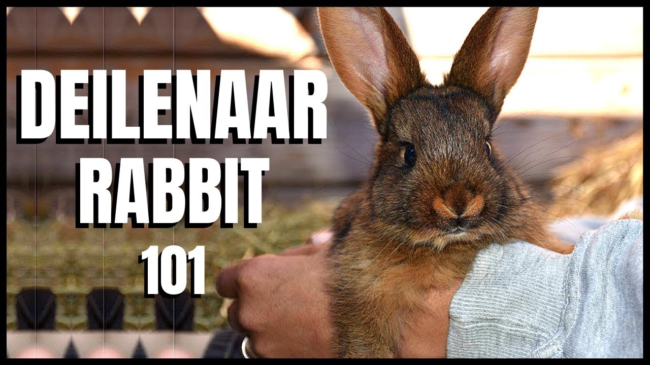Deilenaar Rabbit 101 - YouTube