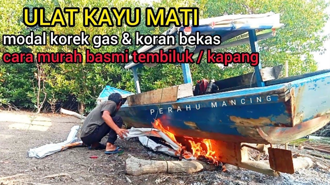 cara mudah basmi tembiluk / kapang (ulat kayu) yang merusak PERAHU ...