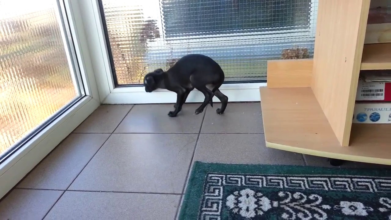 Levrete Italian Greyhound Piccolo Levriero Italiano Puppy 3 - YouTube
